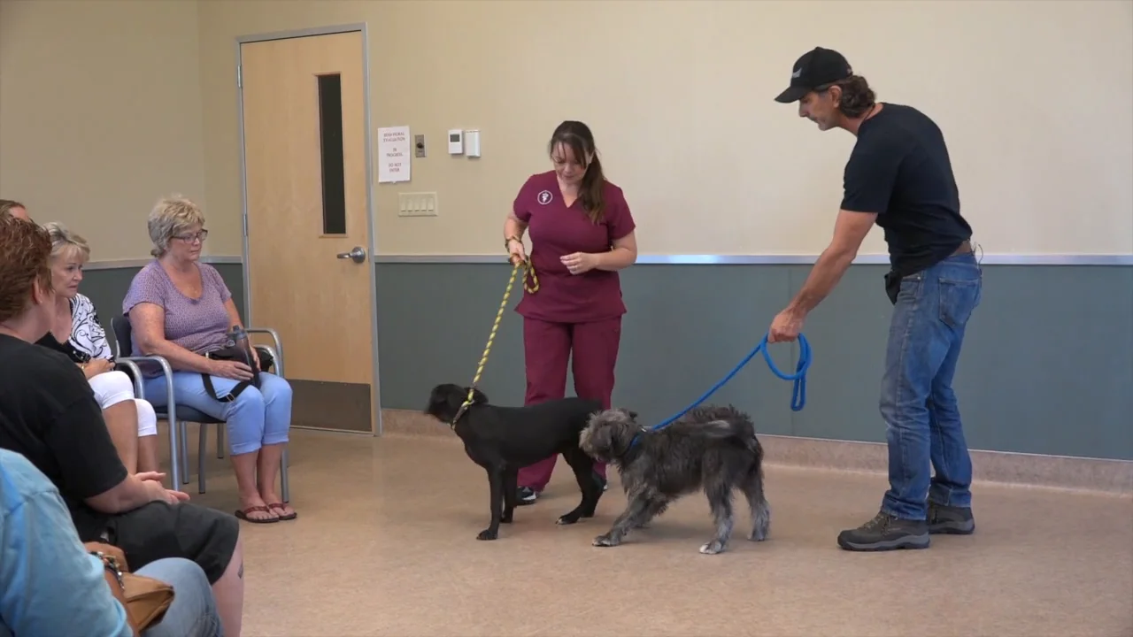 High Energy Dogs in Shelters #2 in Dog to Dog Introductions on Vimeo