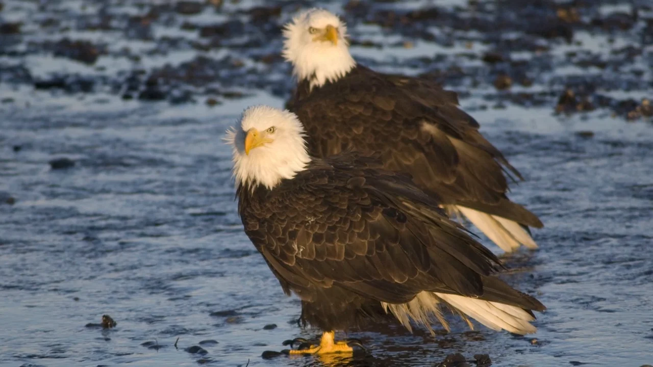 Joseph Brecher: The Admiralty Island Case on Vimeo