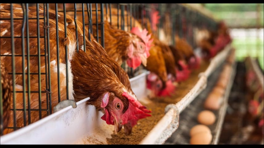 Caged Hens.mp4 on Vimeo