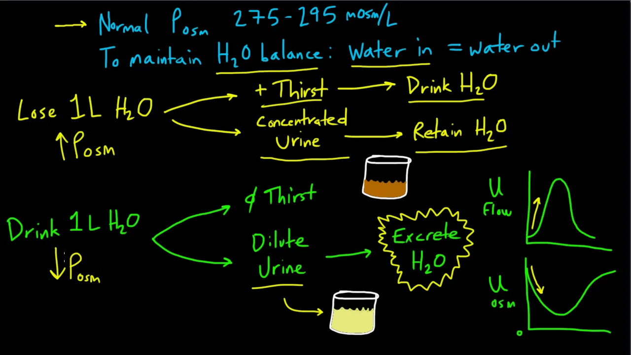 Regulation of Body Fluid Osm part 1 of 2 in Duke Medicine Normal Body ...