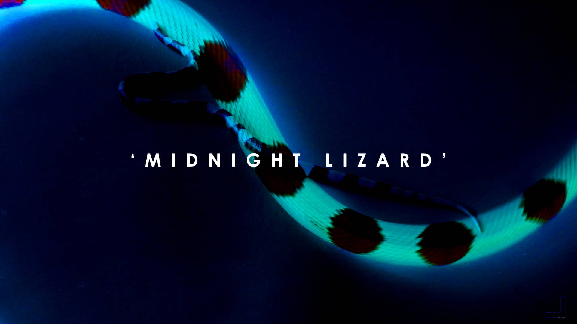 Lazy Oaf - Midnight Lizard on Vimeo