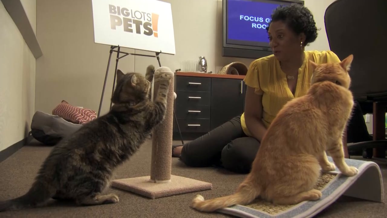 Big Lots Pets - Cats on Vimeo