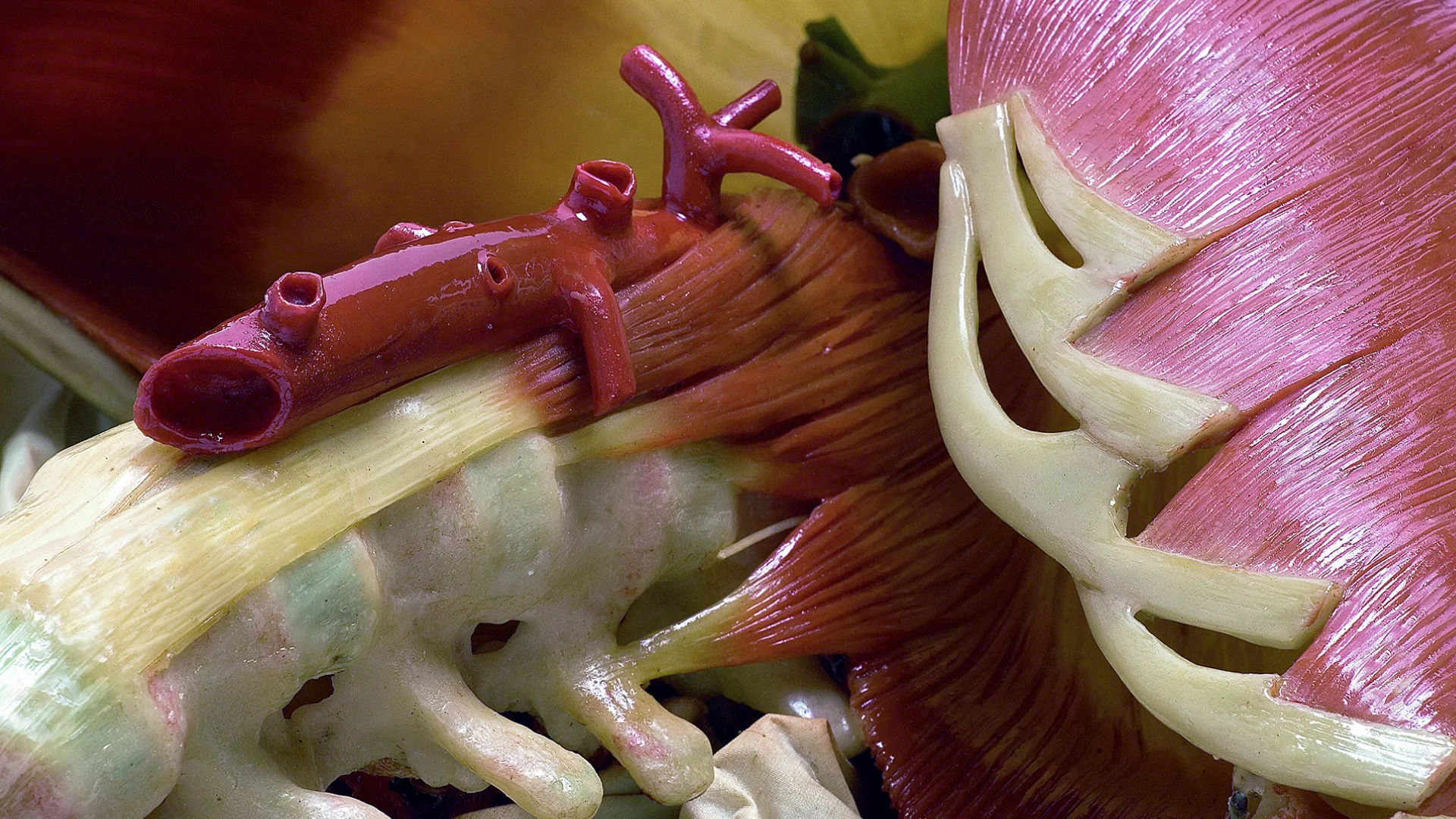 Table IV from the Wax Anatomical Models by Clemente Susini on Vimeo