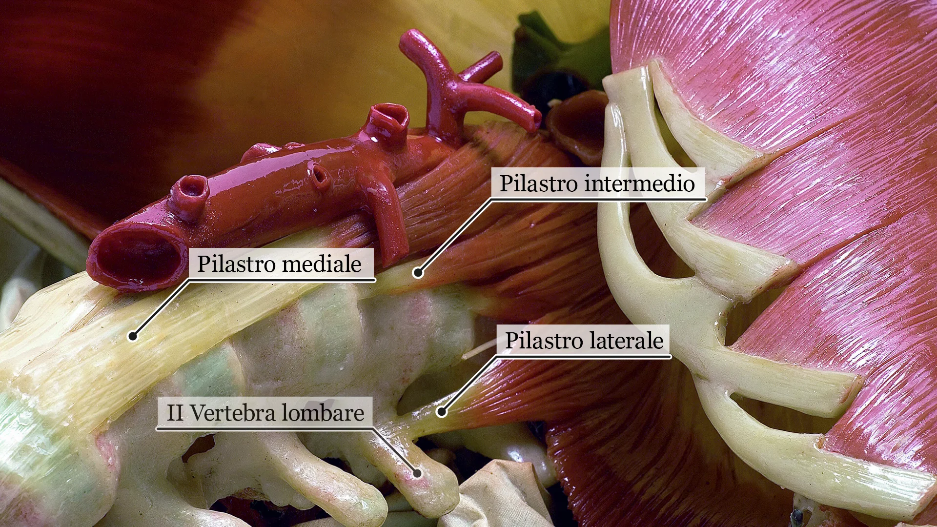 Tavola IV dalle Cere Anatomiche di Clemente Susini on Vimeo