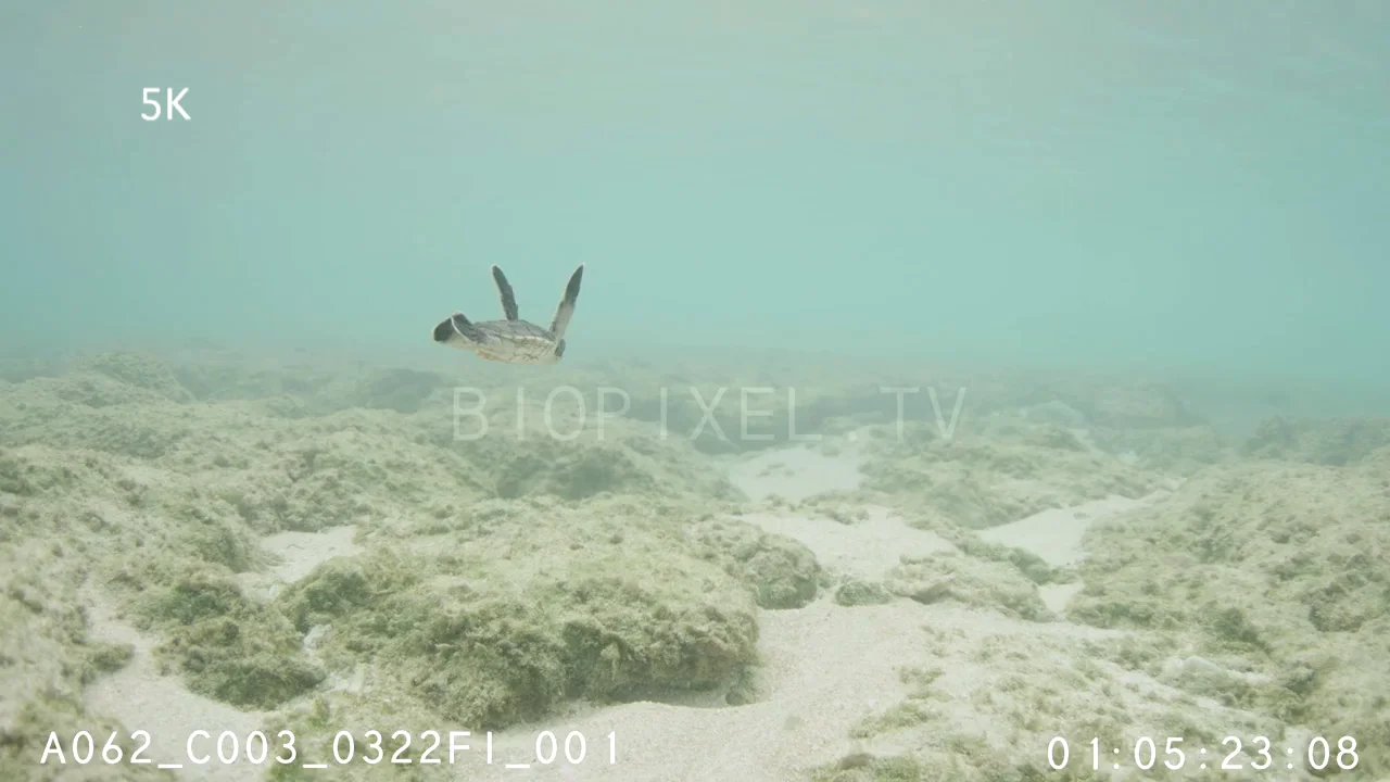 4K Green Sea Turtles Underwater - Green sea turtle hatchlings ...