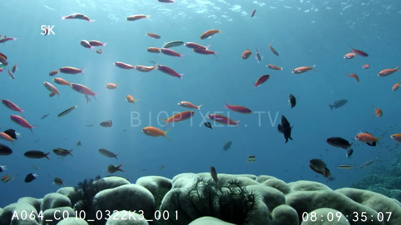 Fish School - School of Anthias 4K on Vimeo