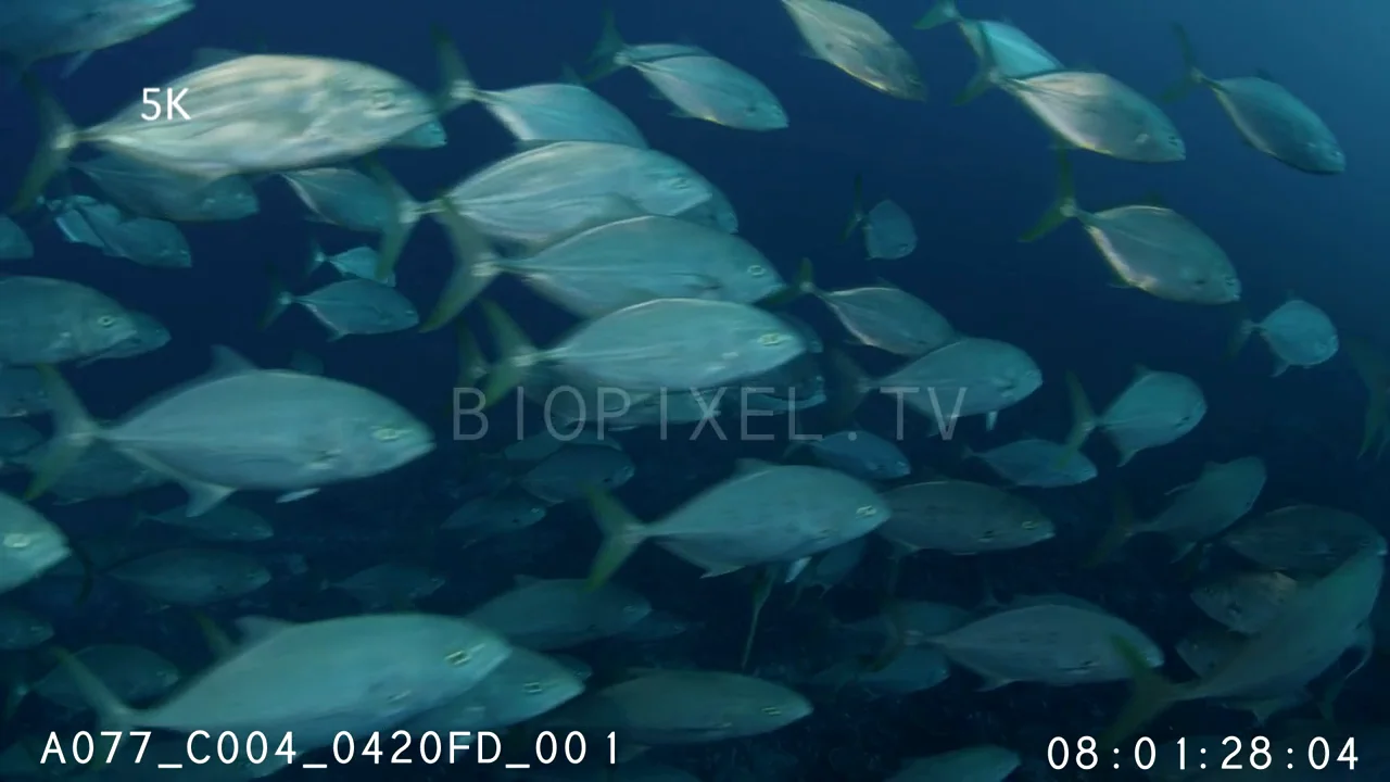 4K Fish Trevally & Jacks - School of Trevally 4K on Vimeo