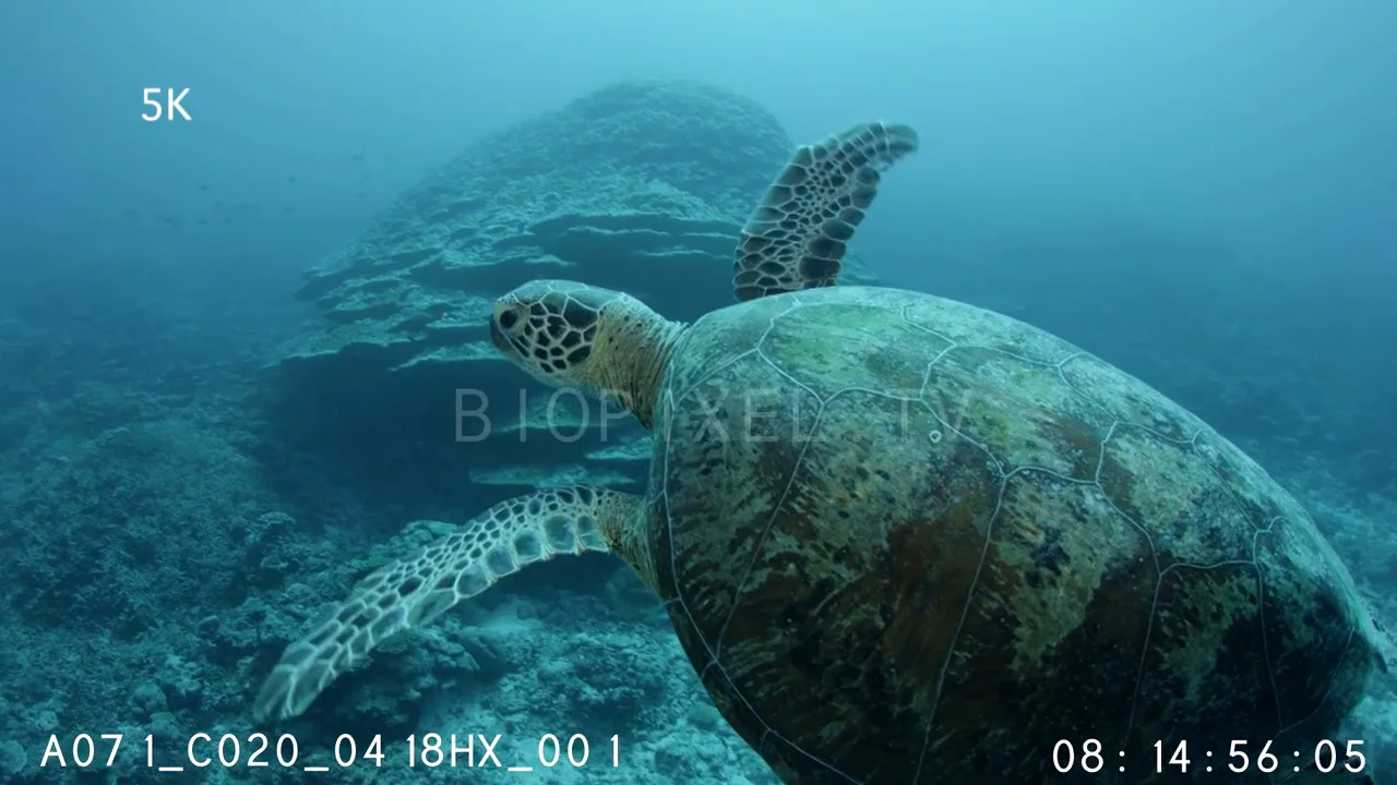Sea Turtles - Green sea turtle underwater 5K on Vimeo