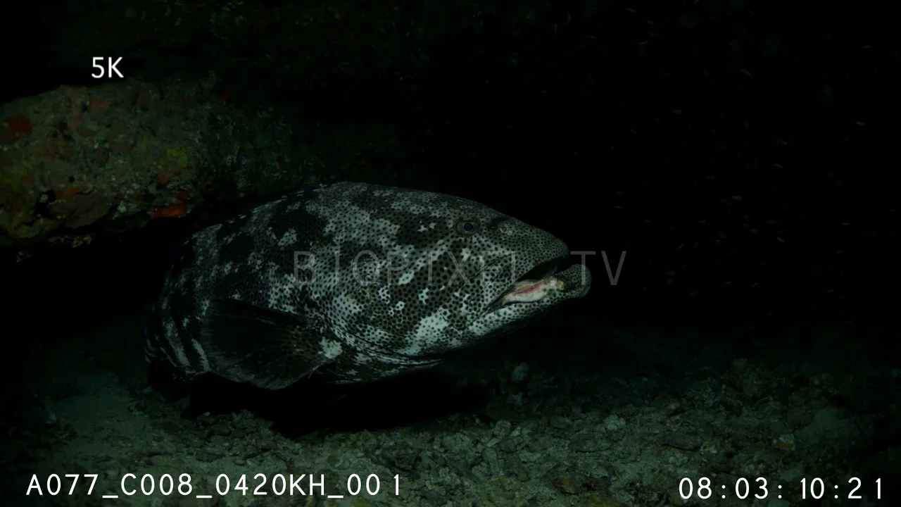 Fish Groupers and Cod - Large flowery grouper 5K on Vimeo