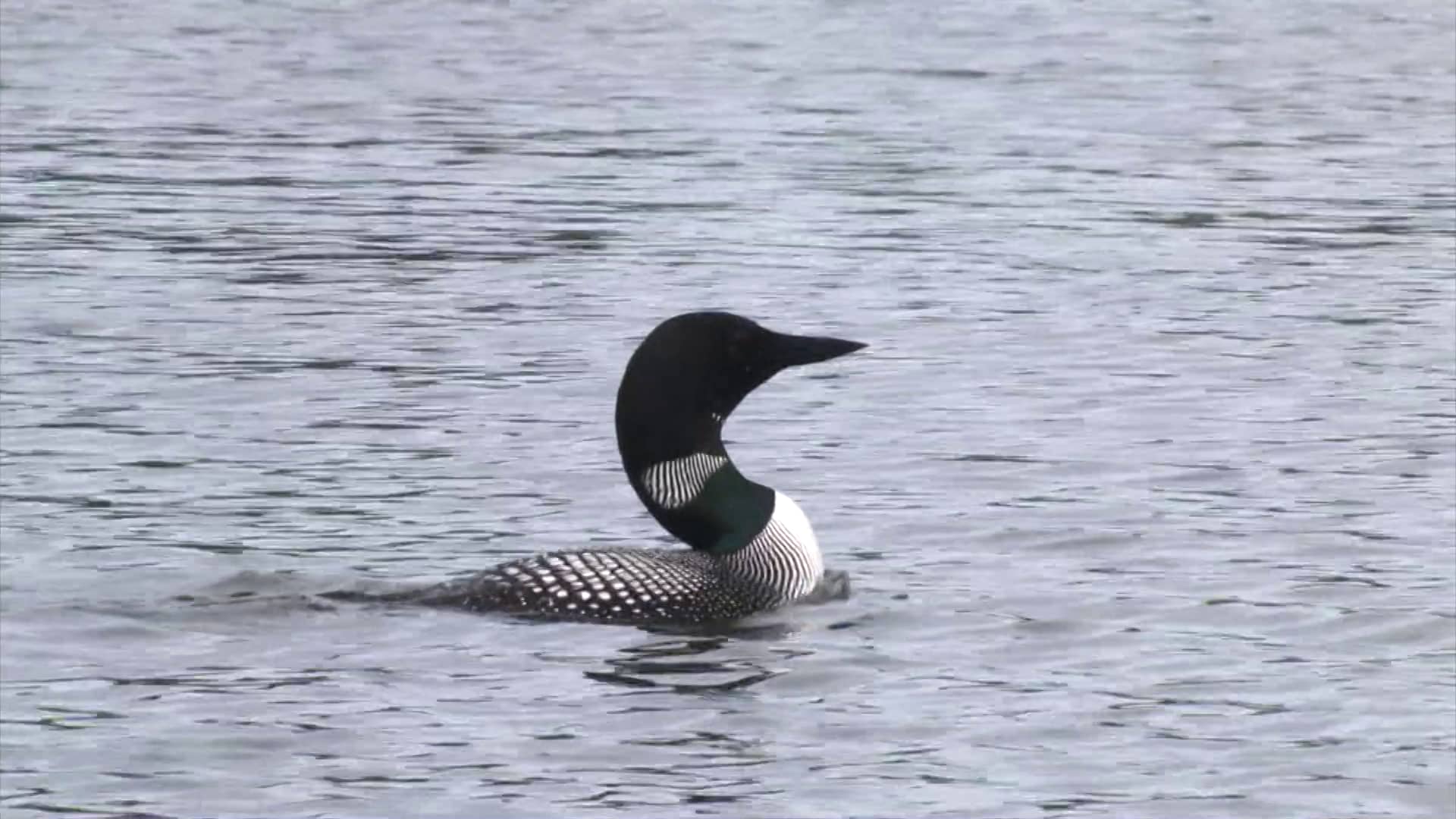 Common loon dancing on Vimeo