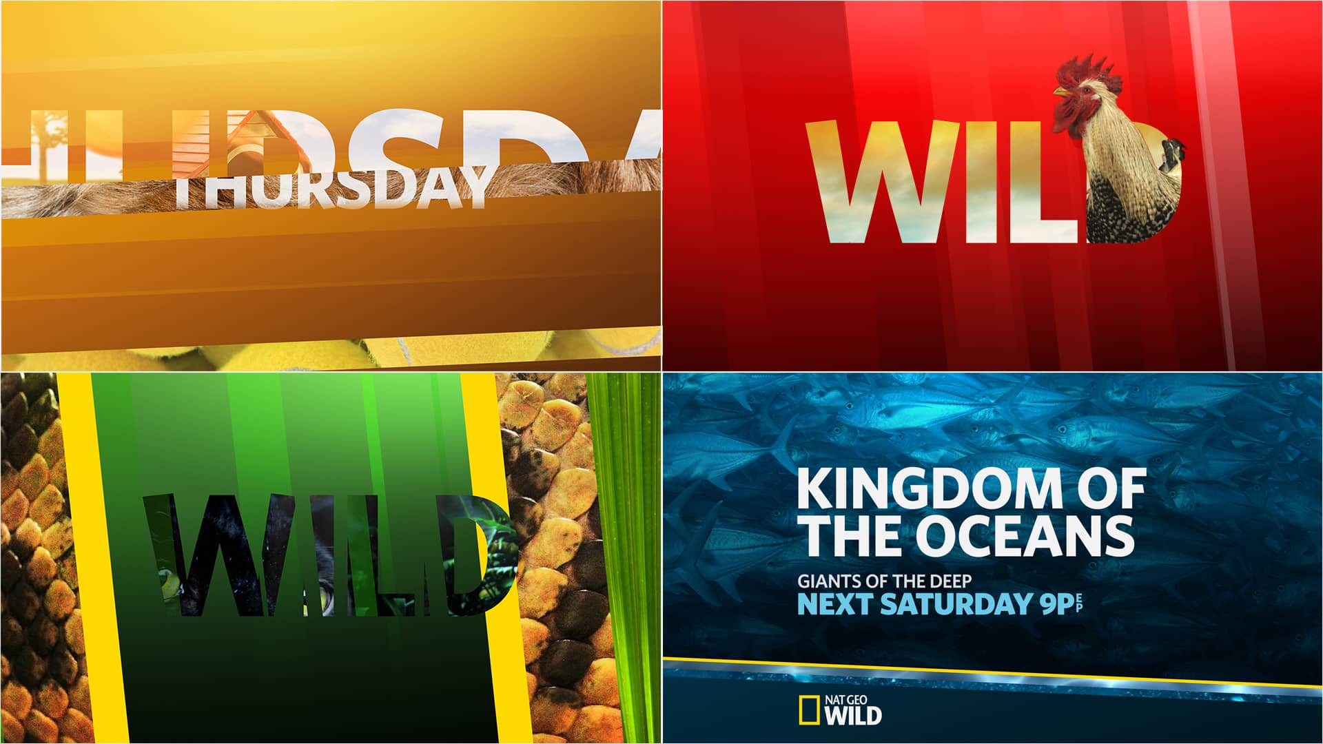 Nat Geo Wild - Rebrand Montage on Vimeo