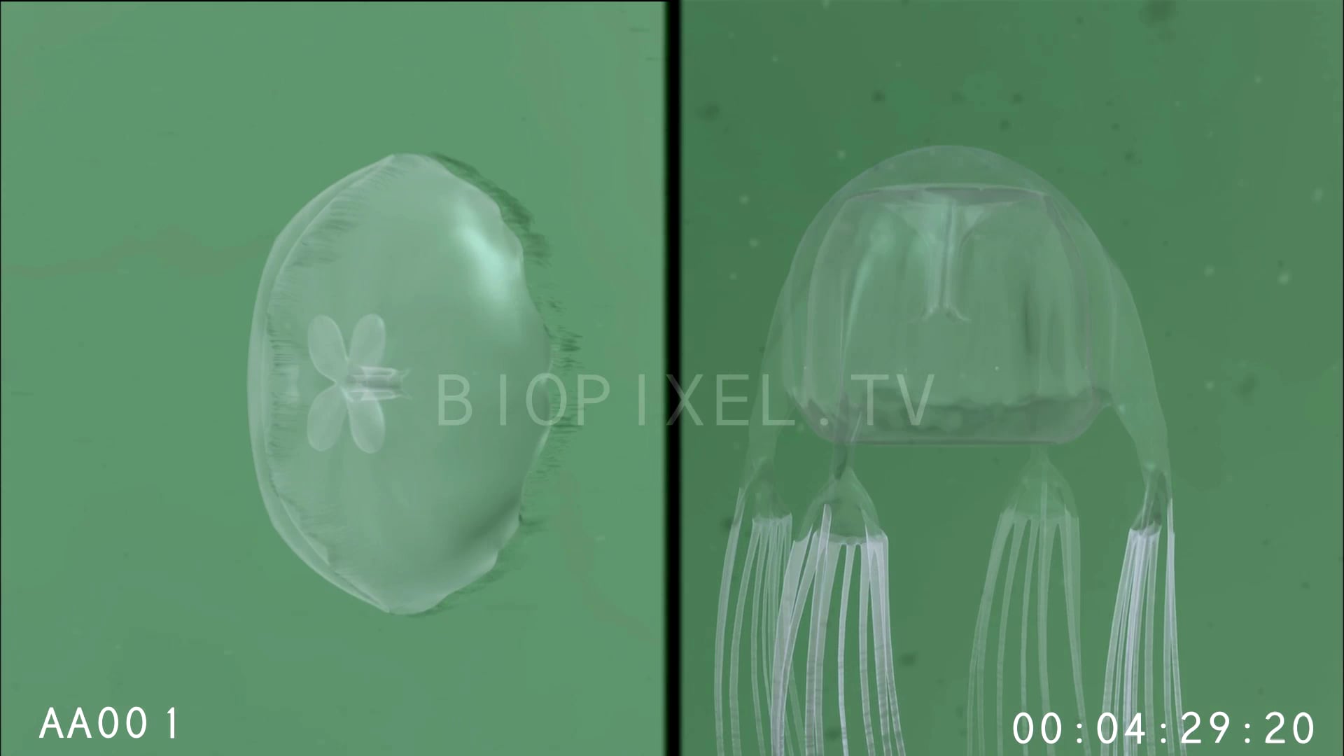 Science - Box jellyfish animation on Vimeo