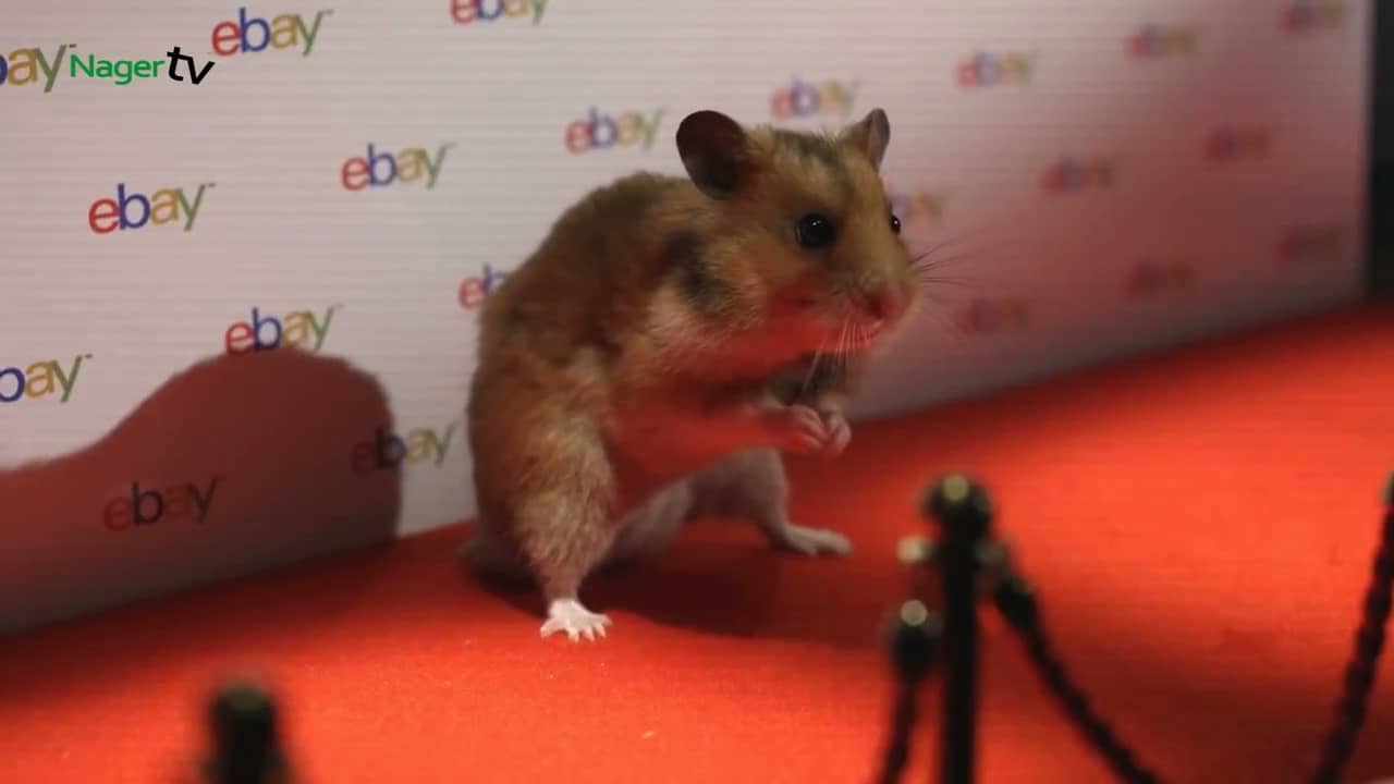 ebay "Hamster Hank Im Promi-Magazin Flash" on Vimeo