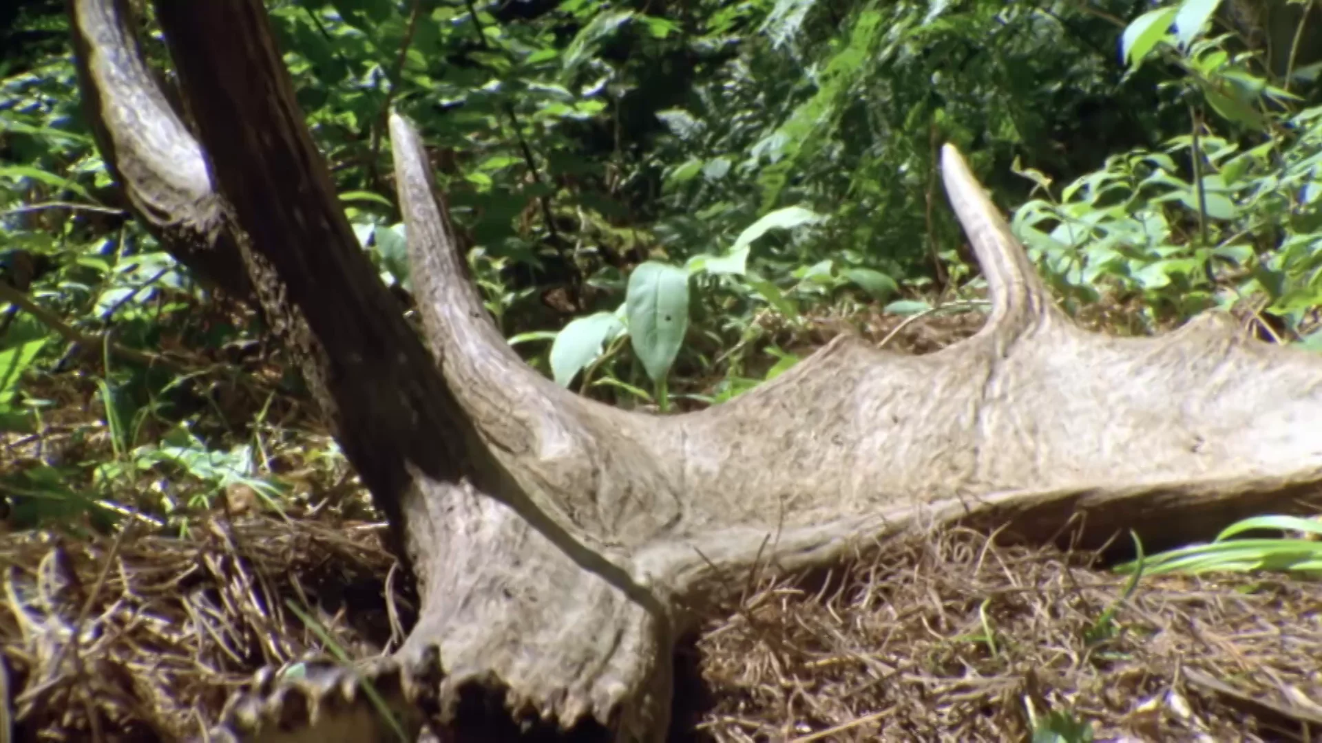 MOOSE ANTLER FLY on Vimeo