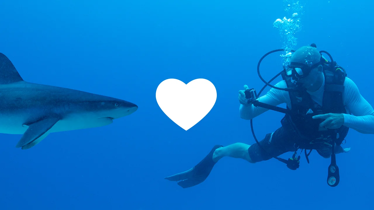 Sharks diving with Mace for the first time on Vimeo