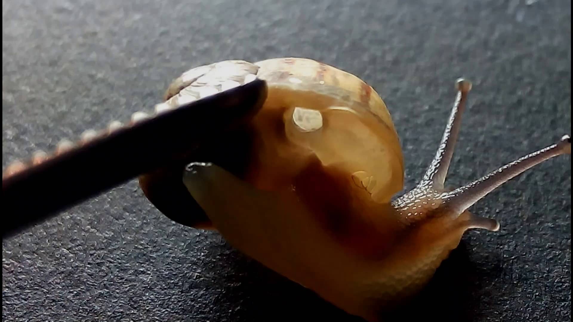 Respiration de l'escargot 2 on Vimeo