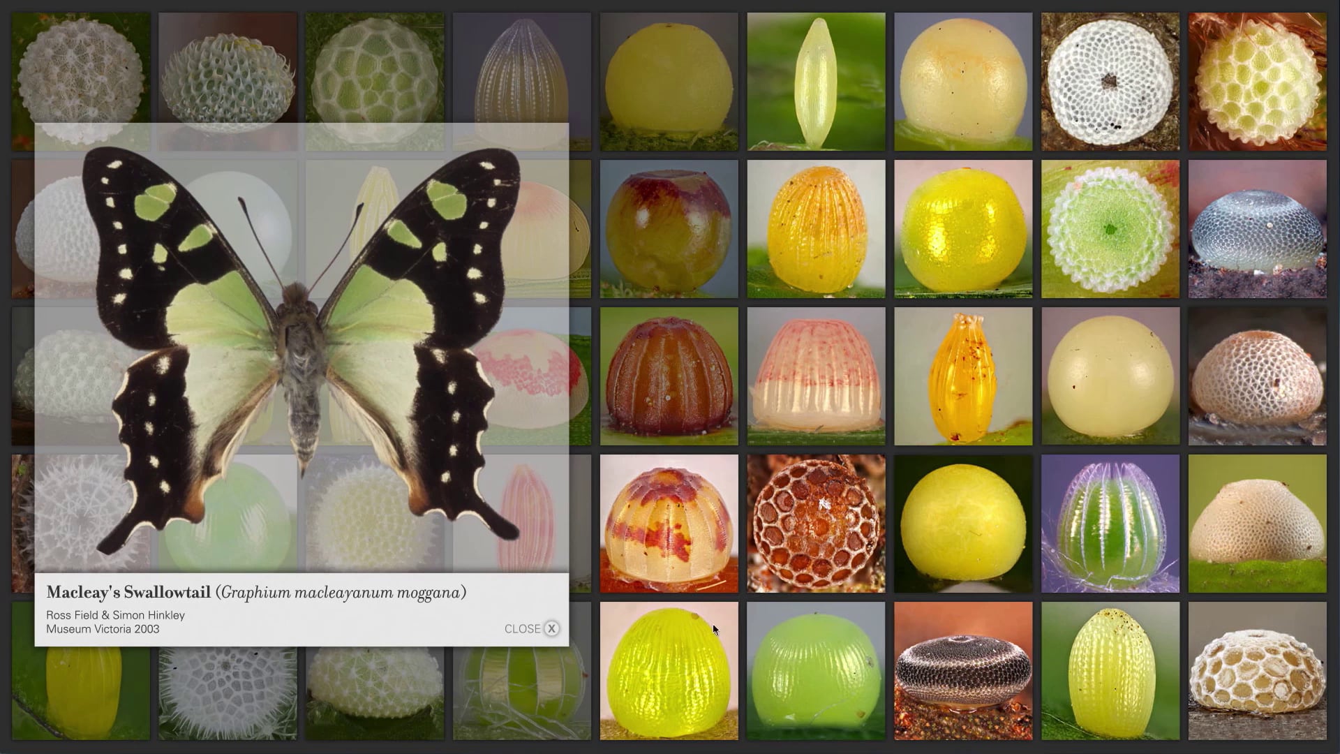 Interactive Design - Museum Victoria - Butterflies of Victoria on Vimeo