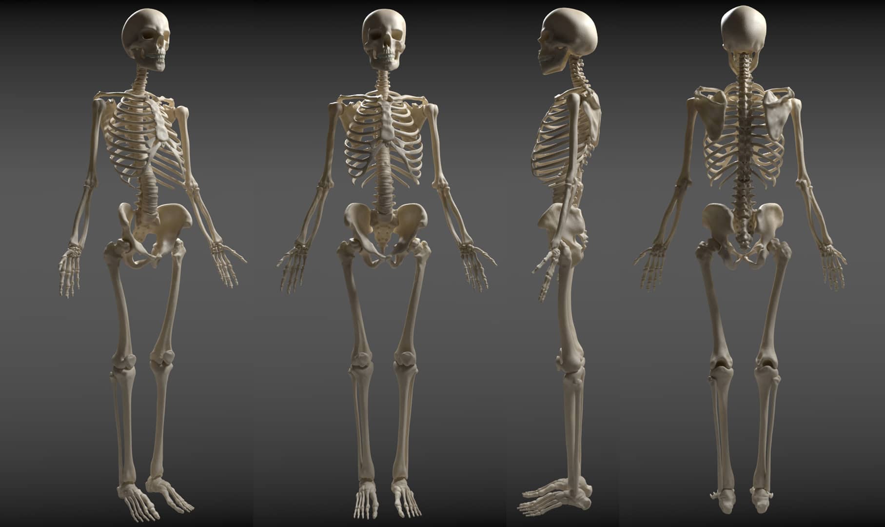 Skeleton Anatomy study 360 degree view on Vimeo