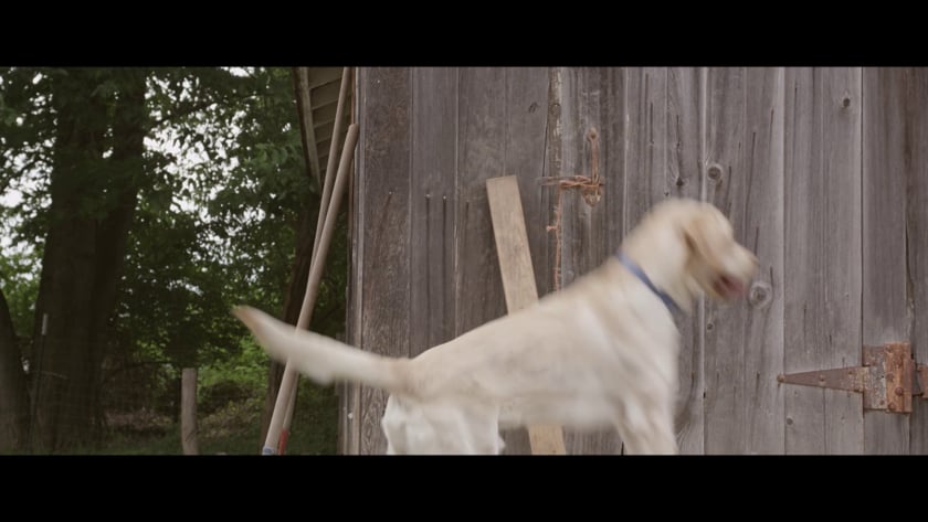 MARSHALL’S MIRACLE (also known as MARSHALL THE MIRACLE DOG) – Eric Stanze