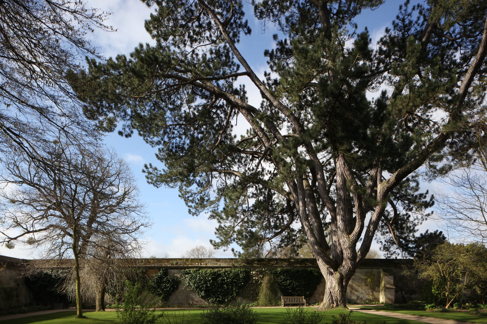 Tolkien's Tree - the collapse of the black pine at the Oxford Botanic ...
