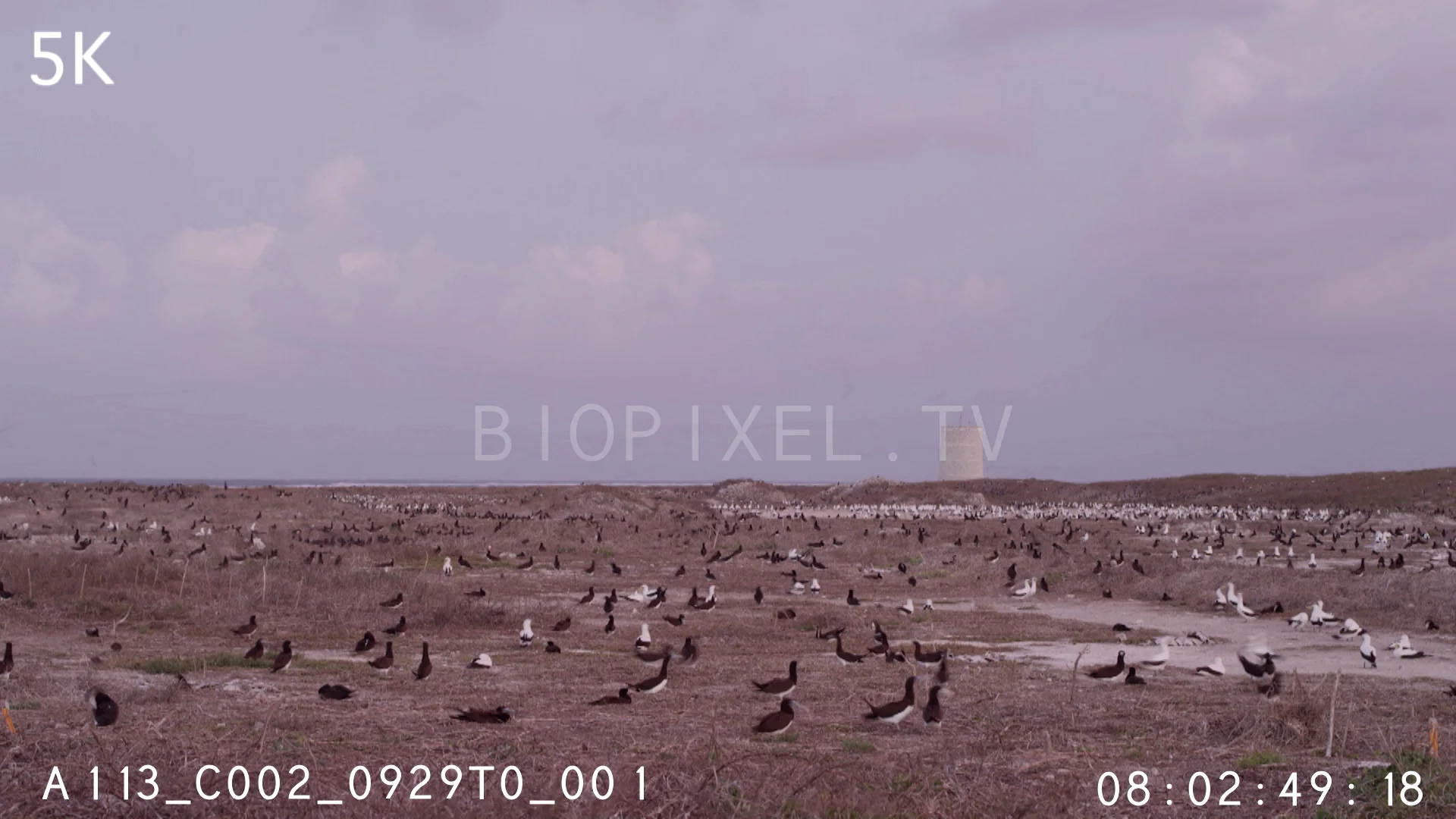 4K Bird Colony - Raine Island bird colony time lapse 5K on Vimeo