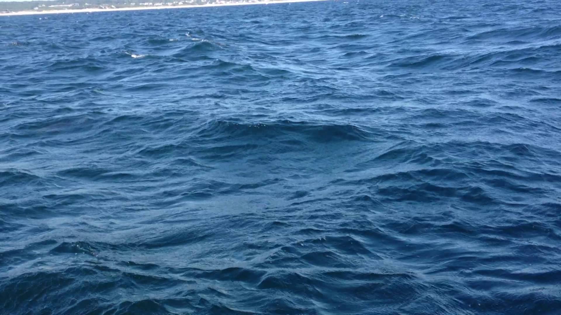 School of Ocean Sunfish (Mola-Mola) off Cape Cod, MA on Vimeo