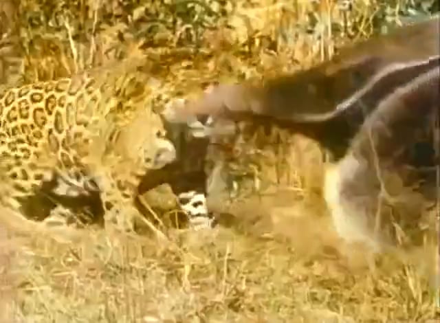Giant Anteater VS Jaguar on Vimeo