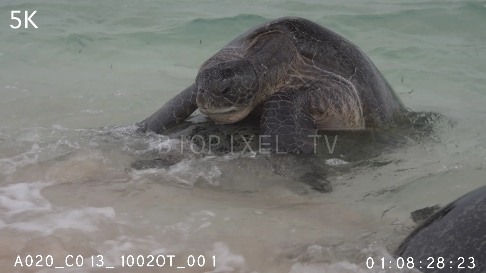 4K Sea Turtles - Green sea turtles mating on beach 5K 3 on Vimeo