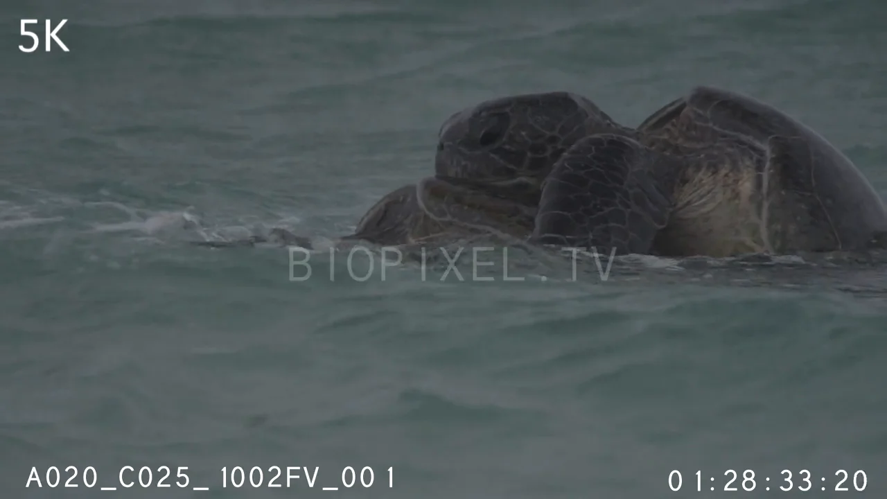 4K Sea Turtles - Green sea turtles mating in water 5K on Vimeo