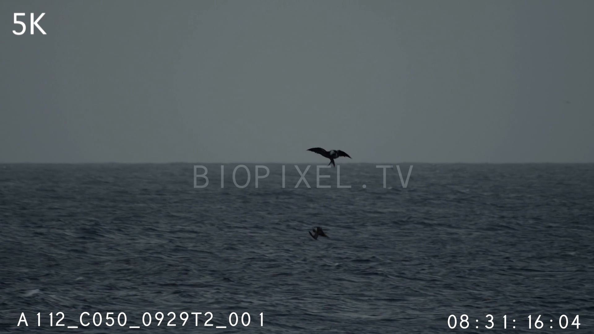 Birds Feeding - Frigate birds attacking other birds 4K on Vimeo