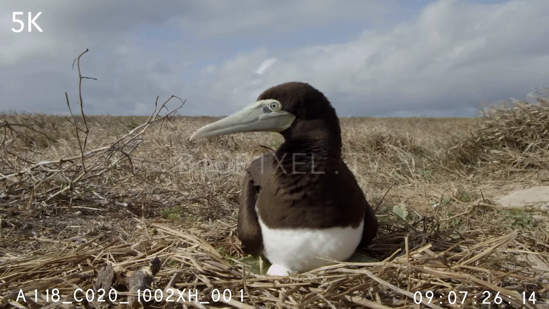 4K Reproduction Birds - Brown booby on eggs 5K on Vimeo