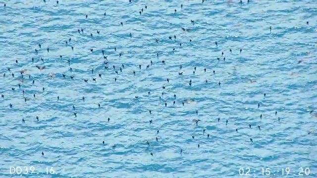 Aerial Fish on Vimeo