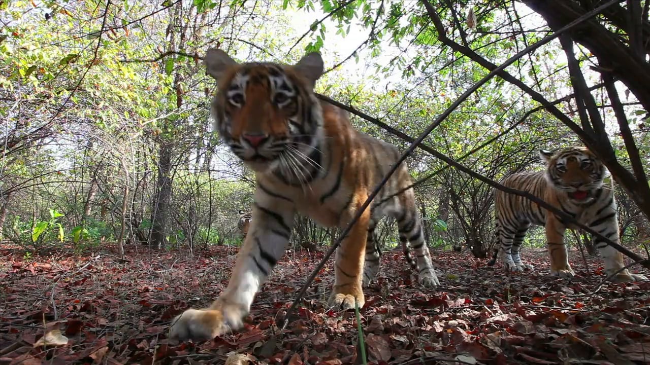 Natural History - Wildlife - REEL 2014 on Vimeo