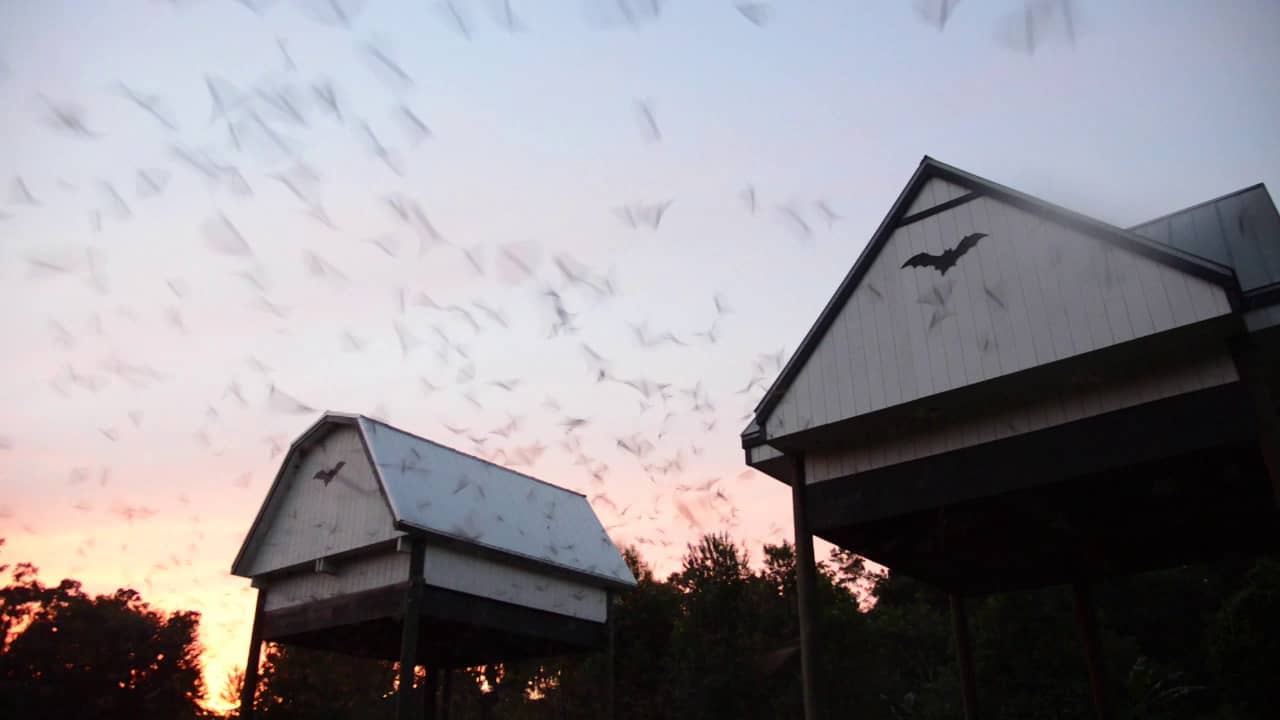 Example of a "Bat Condo" Class Artificial Roost on Vimeo