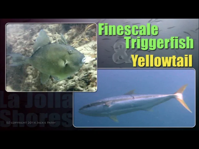 Triggerfish & Yellowtail Dive - La Jolla Shores on Vimeo