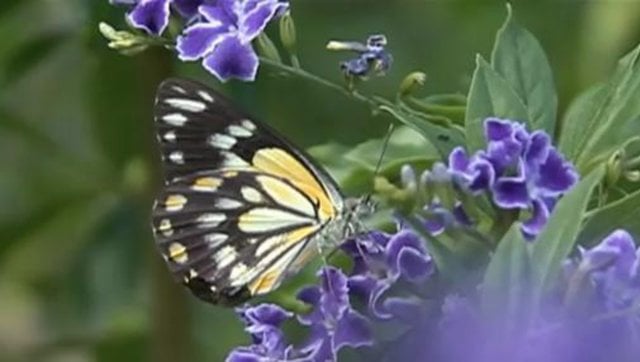 Butterfly Slow-Motion 200FPS on Vimeo