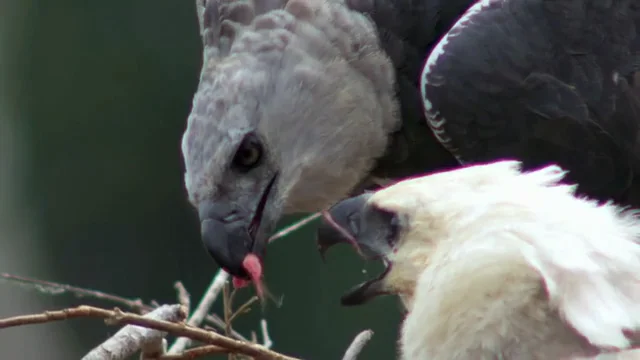 Secret Life of Predators - Harpy Eagles (excerpts) on Vimeo