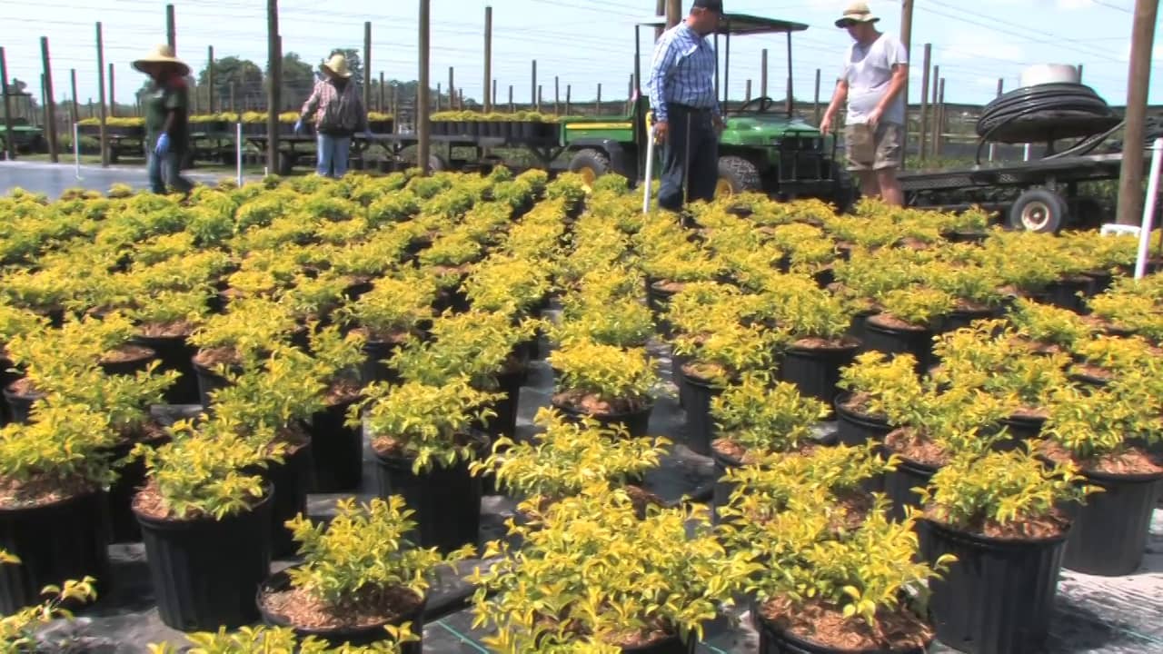 Corey Lambert, 2014 Florida Farm Bureau YF&R Achievement Finalist on Vimeo