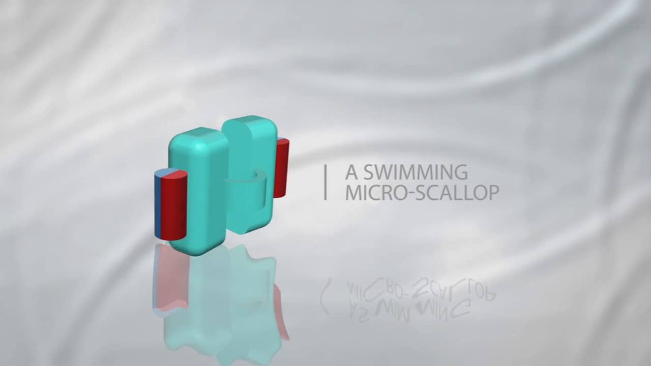 A Swimming Micro-Scallop on Vimeo