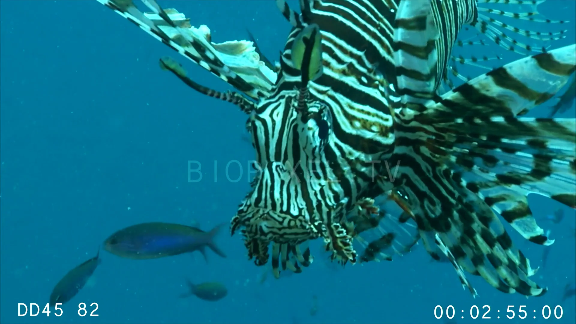 Fish Scorpionfish - Lionfish hunting 2 on Vimeo