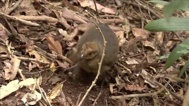 Scrub Turkey Chick on Vimeo