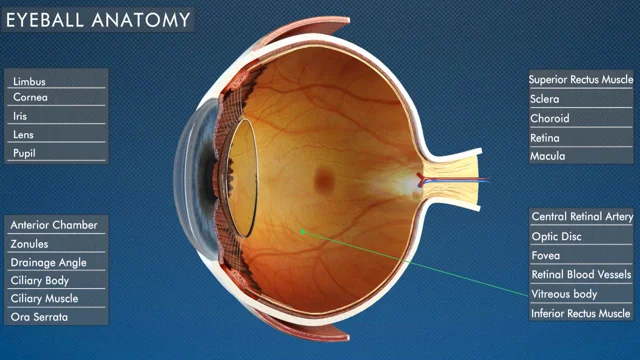 Anterior And Posterior Segment Of The Eye