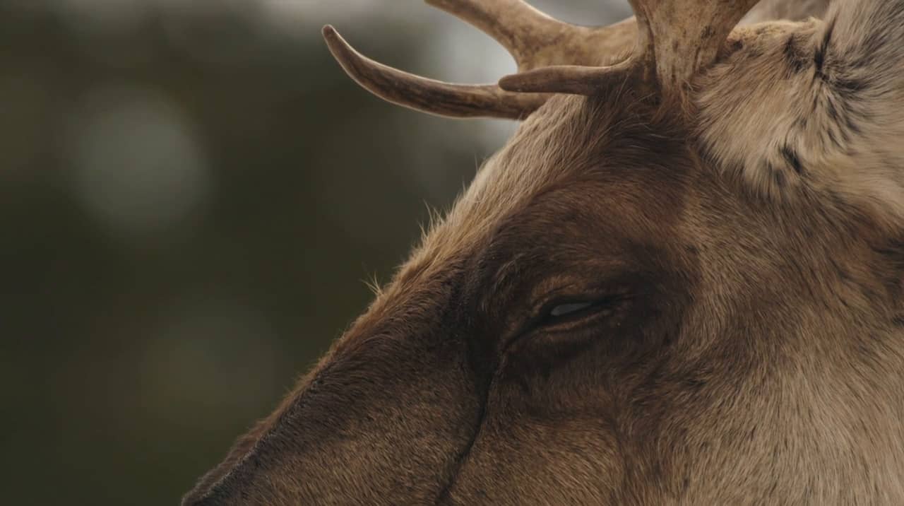 The Boreal Caribou of BC on Vimeo