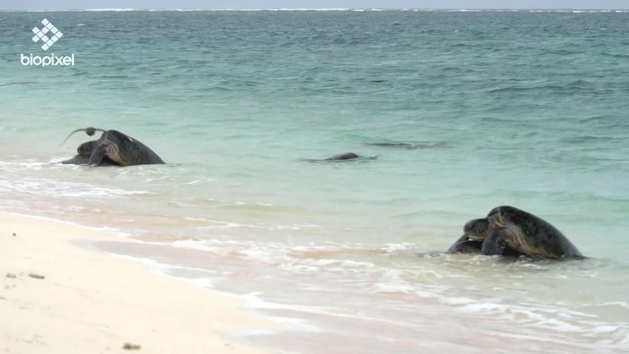 Reproduction Turtles - Sea turtle special cuddles on Vimeo