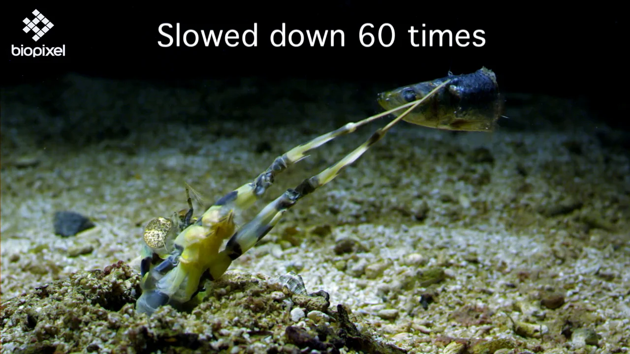 Mantis Shrimp - Alien like spear mantis shrimp attacking fish on Vimeo