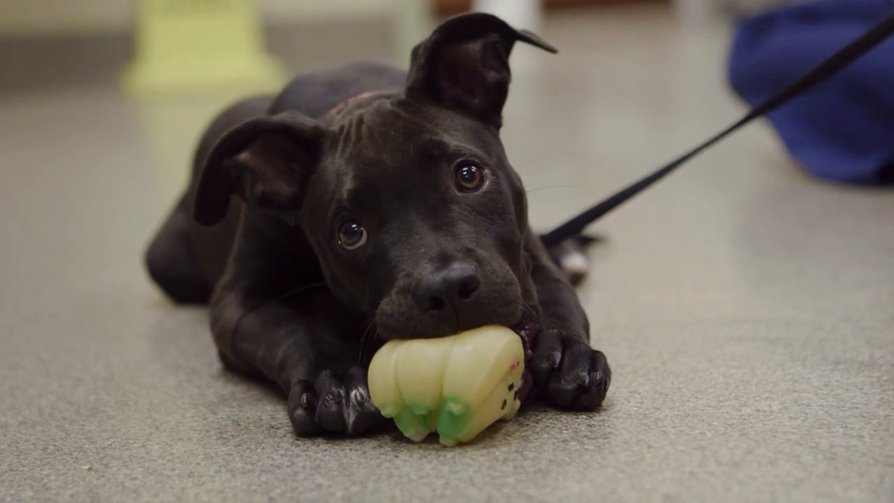 Rudy The Cell Dog With One Lung on Vimeo