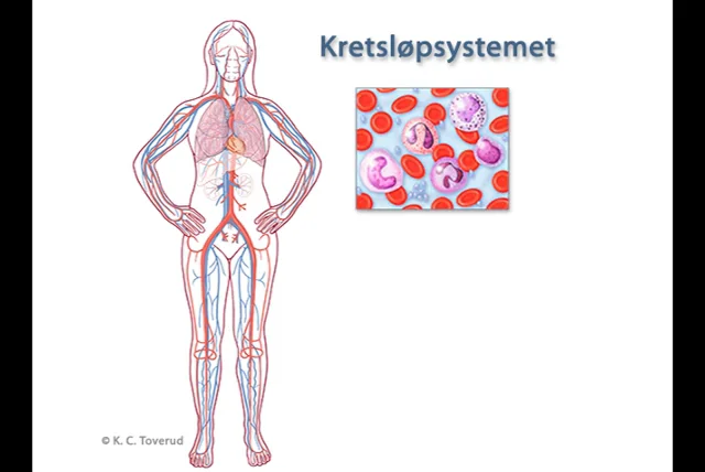 sirkulasjonssystemet.kort on Vimeo