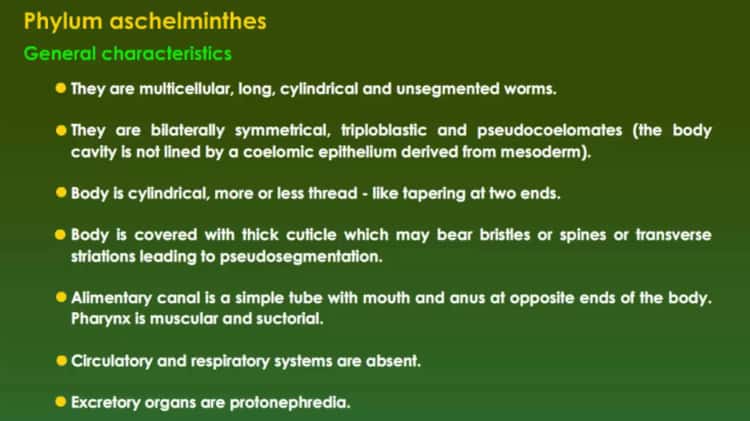 Phylum Aschelminthes