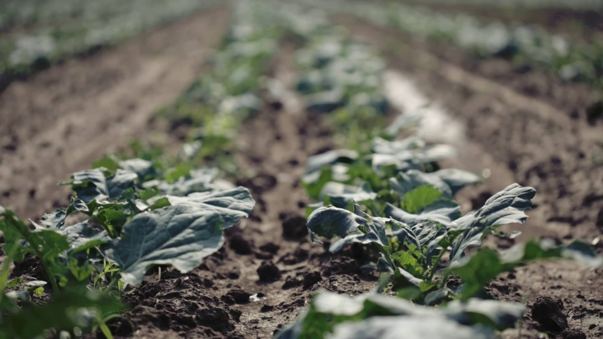 Feel Good Farm - Green B.E.A.N. Delivery on Vimeo