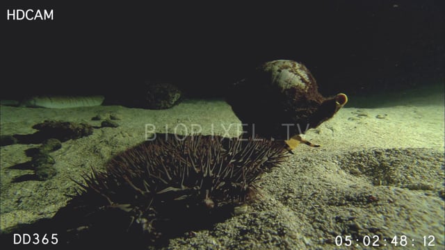 Giant Triton on Vimeo